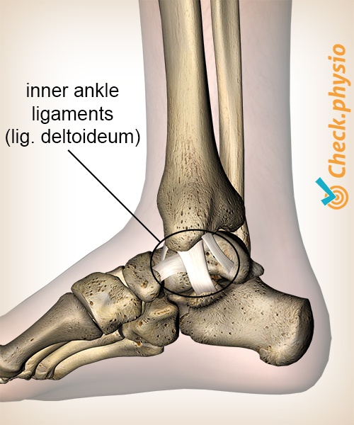 Medial Ankle Ligament Injury Physio Check